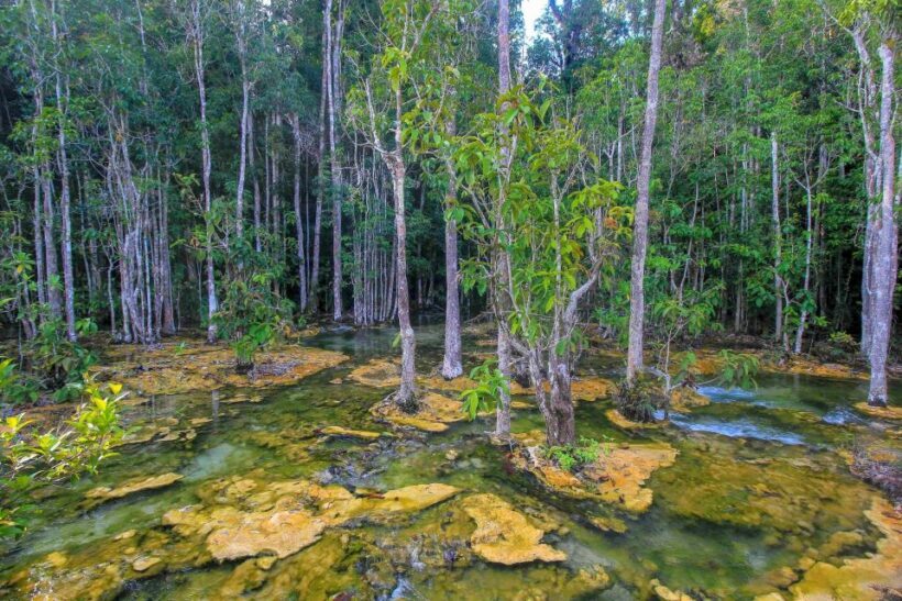 Krabi Outback Explorer with Kayaking in Klong Root - Who Will Love This Tour?