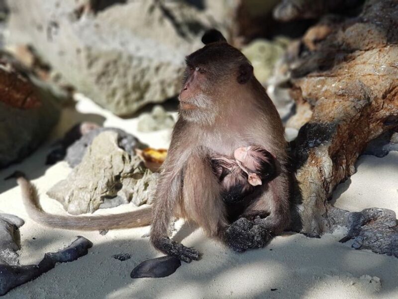 Krabi: Phi Phi Islands Full-Day Private Speedboat Charter - What’s Included & What You Should Budget For