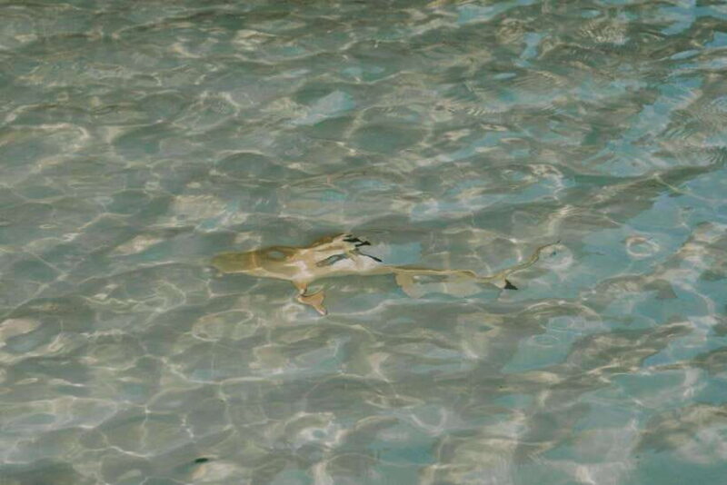 Krabi: Phi Phi Islands Longtail Boat Tour with Sunset - Final Thoughts