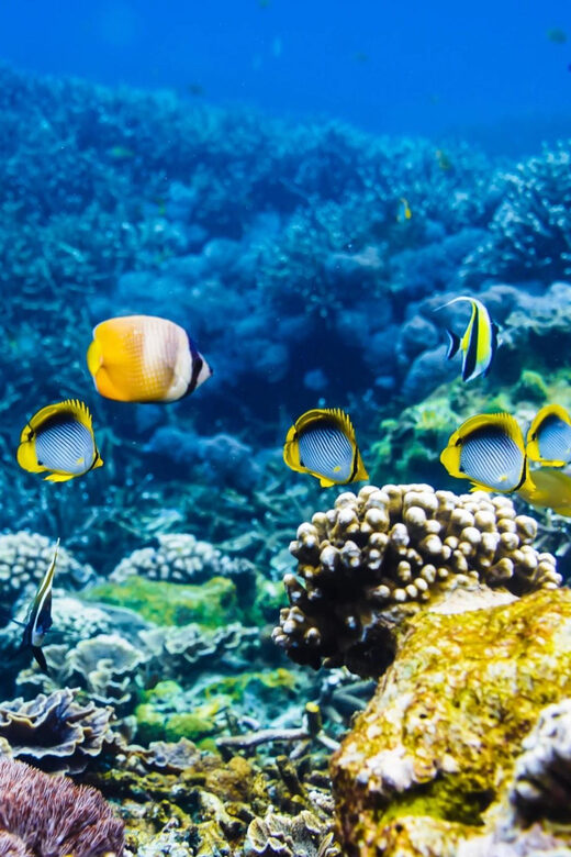 Krabi: Private 4 Islands Snorkeling Tour with Long-Tail Boat - FAQ