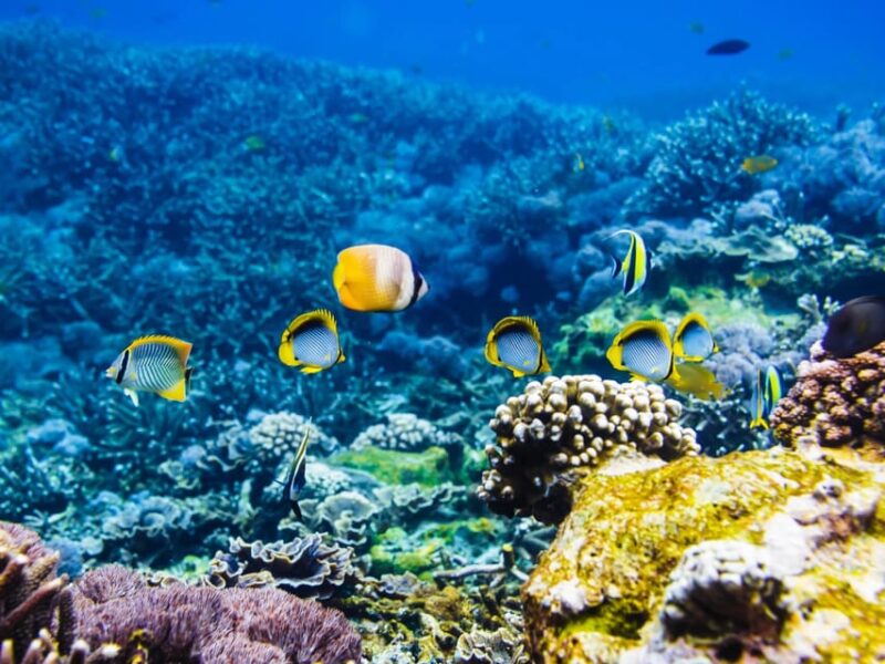 Krabi: Private 4 Islands Snorkeling Tour with Long-Tail Boat - FAQ