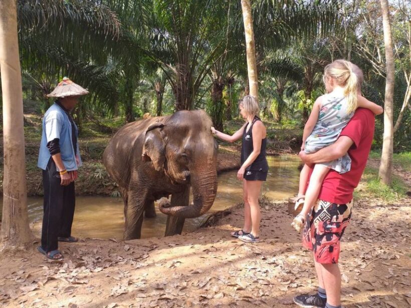 Krabi: Tour of Elephant Care House and Tiger Cave Temple - Key Points