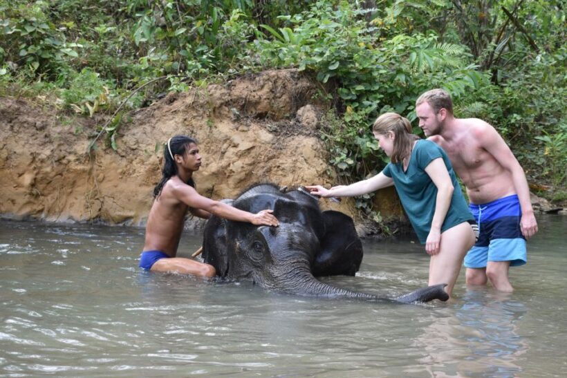 Krabi: Tour of Elephant Care House and Tiger Cave Temple - An Authentic Encounter with Nature and Culture
