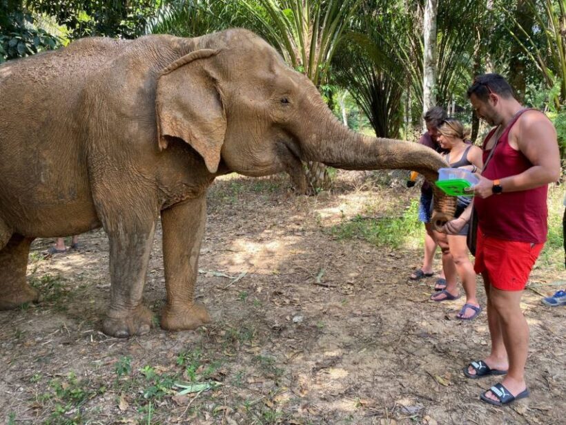 Krabi: Tour of Elephant Care House and Tiger Cave Temple - Practical Details and Considerations