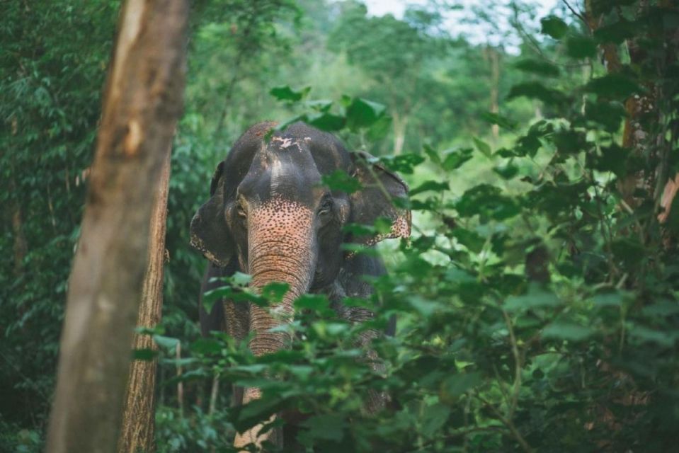 Krabi: Unique Dawn Ethical Elephant Sanctuary Experience - Authentic Perspectives from Travelers