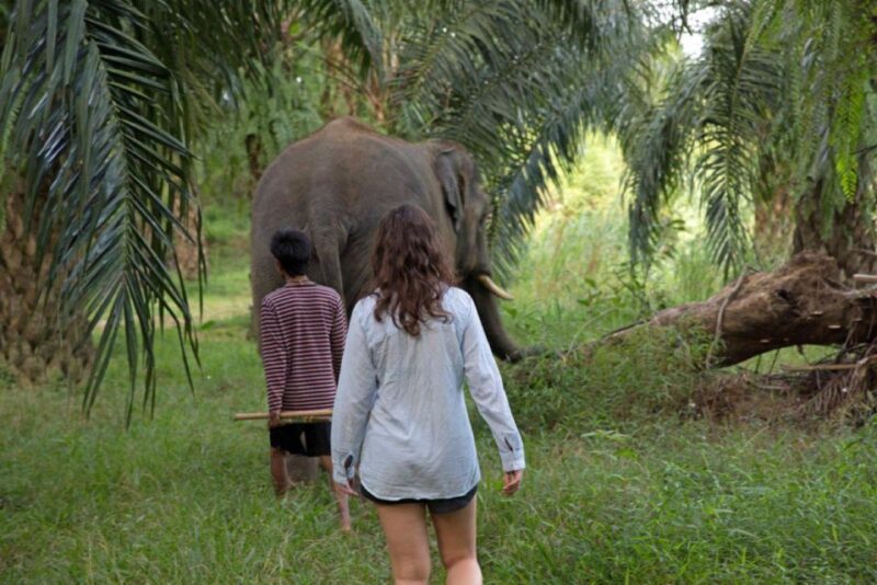 Krabi: Unique Dusk Ethical Elephant Sanctuary Experience - Frequently Asked Questions (FAQ)
