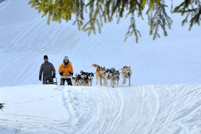 Kraków Full Dog Sled Ride - Why This Tour Offers Real Value