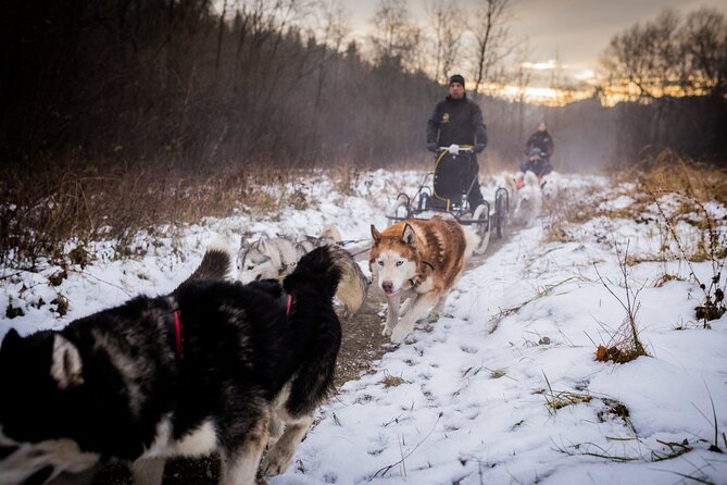 Kraków Full Dog Sled Ride - What to Expect and Consider