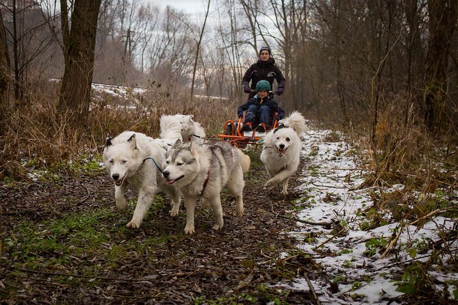 Kraków Full Dog Sled Ride - Who Will Love This Tour?