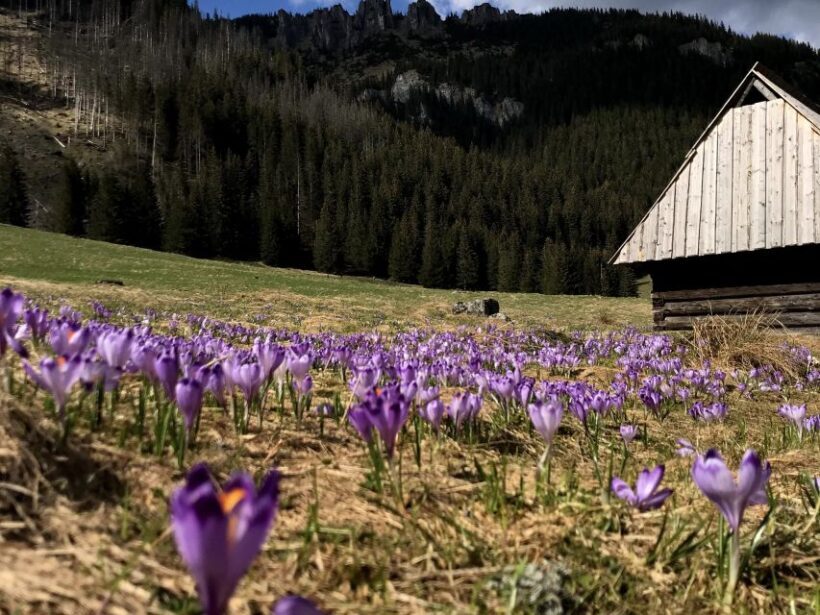Krakow: Hiking Adventure in Tatra Mountains & Thermal Baths - Authentic Experiences and Traveler Feedback