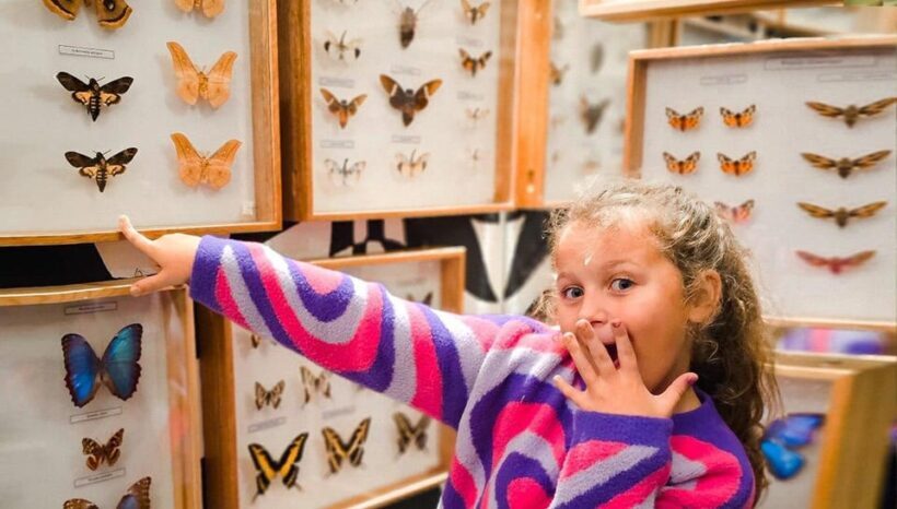 Krakow: Living Butterflies Museum ''House Of Attractions'' - What to Keep in Mind