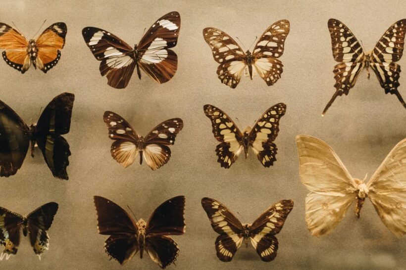 Krakow: Living Butterflies Museum ''House Of Attractions'' - Frequently Asked Questions