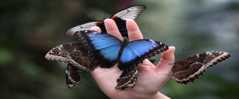 Krakow: Museum of Living Butterflies 2+1 - Key Points