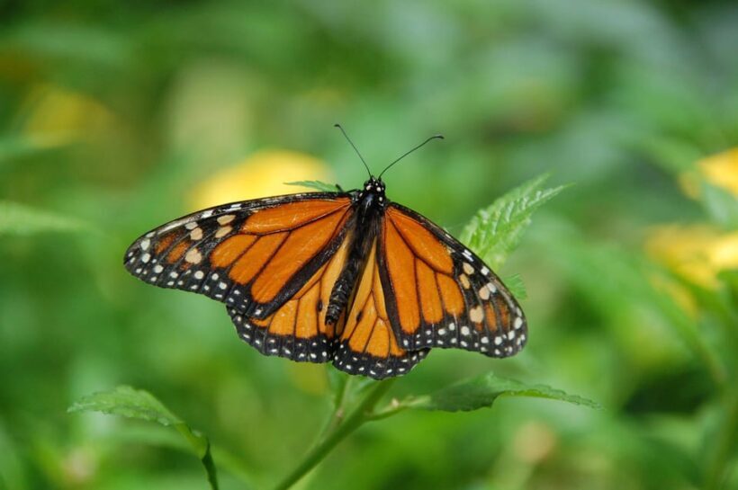 Krakow: Museum of Living Butterflies 2+1 - An In-Depth Look at the Krakow Butterfly Museum Experience