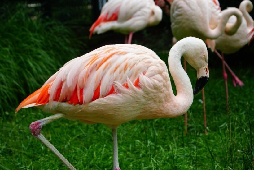 Krakow: Zoo Tour with Private Transport and Tickets - What to Expect During Your Visit