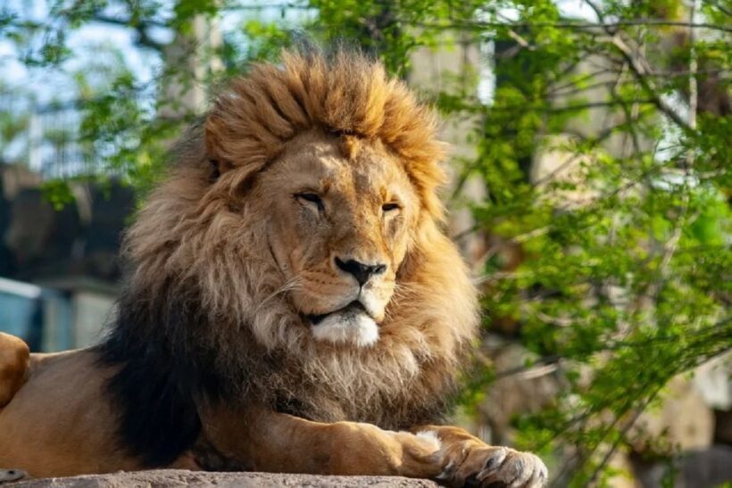 Krakow: Zoo Tour with Private Transport and Tickets - Accessibility and Practical Tips
