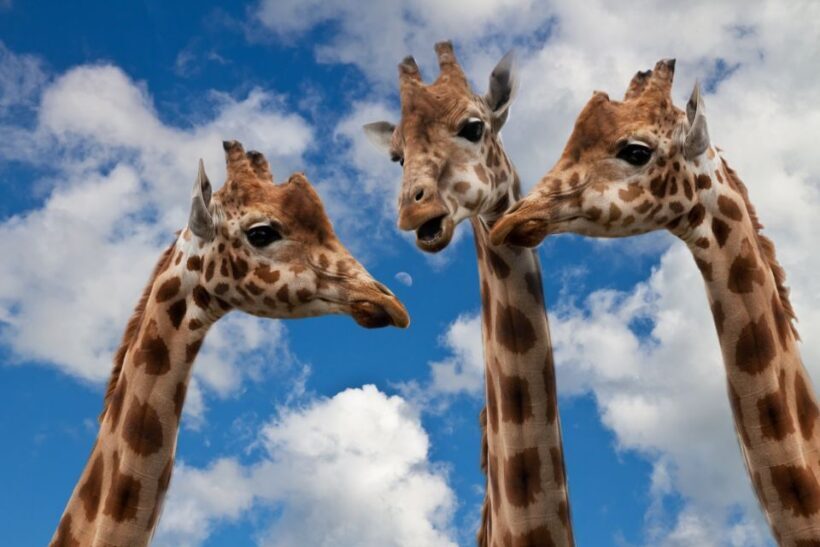 Krakow: Zoo with Hotel Pickup - What to Expect from the Tour