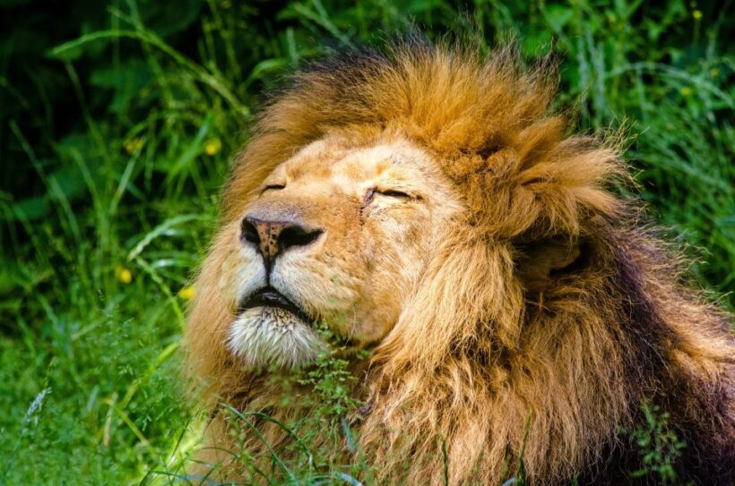 Krakow: Zoo with Hotel Pickup - Authenticity and Real Experiences