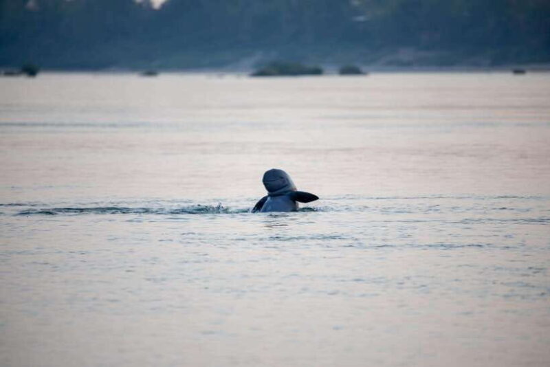 Kratie: Half-Day Kayak Adventure with Dolphin Watching - What Makes This Tour Special?