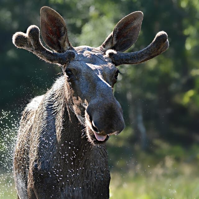 Kristiansand: Guided Bus Tour and Moose Park Experience - A Detailed Look at the Tour Experience