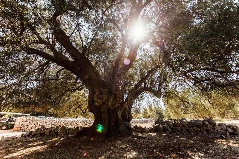 Krk: Boat Trip to Rab & Pag with Sightseeing & Swimming - Practical Tips for Travelers