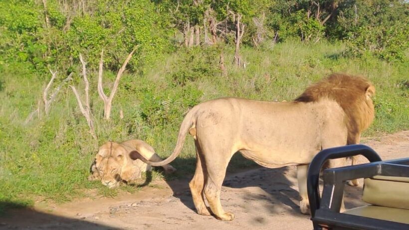 Kruger Park Full Day Guided Safari - Introduction