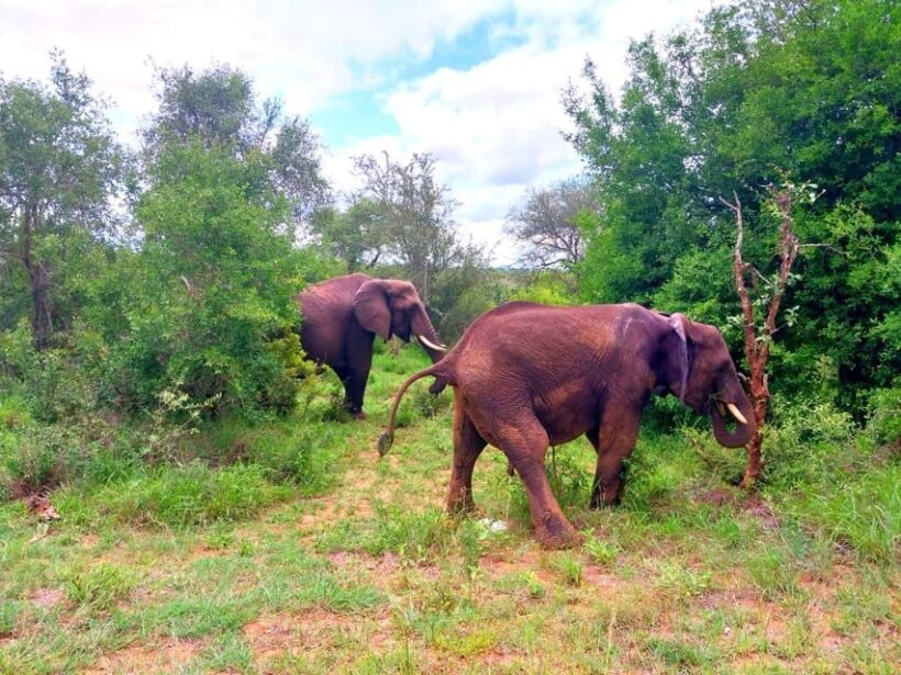 Kruger Park Full Day Guided Safari - Key Points