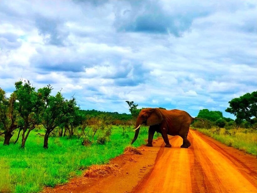 Kruger Park Full Day Guided Safari - The Sum Up