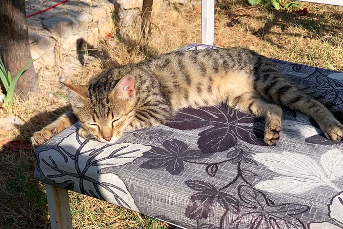 Kruja - Attractions and Bazar, Private Tour from Tirana - FAQ