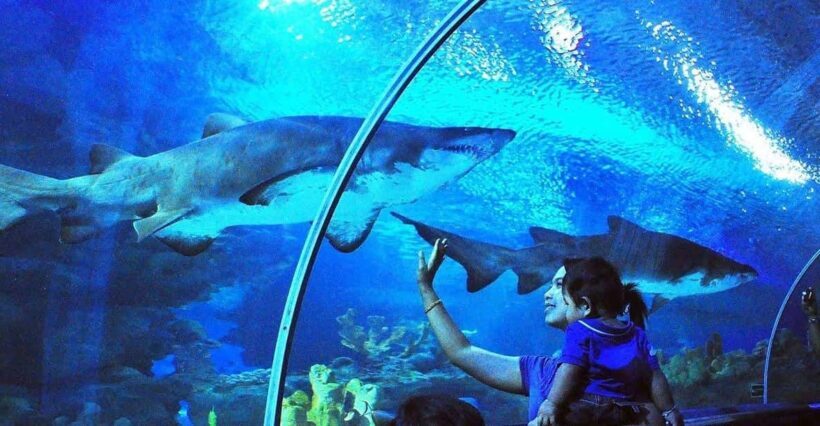 Kuala Lumpur: Aquaria KLCC Entry Ticket - An In-Depth Look at the Aquarium Experience