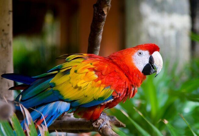 Kuala Lumpur Bird Park Admission Ticket with Private Pickup - Duration and Value