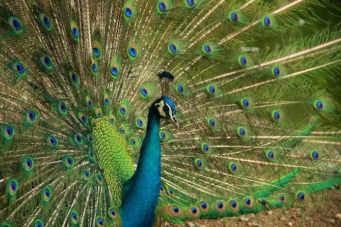 Kuala Lumpur Bird Park Admission with Famous Shopping Spots Tour - Key Points