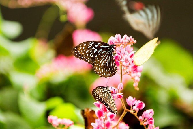 Kuala Lumpur Bird park & Butterfly Farm Tour Include Tickets - Discovering the Butterfly Park
