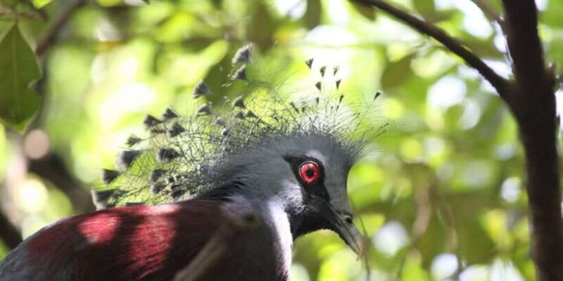 Kuala Lumpur: Bird Park, Butterfly & Garden Private Tour - Practical Tips