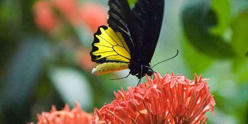 Kuala Lumpur: Bird Park, Butterfly & Garden Private Tour - Final Thoughts