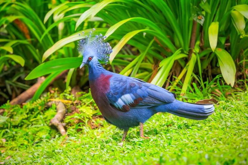 Kuala Lumpur: Bird Park Day Ticket & 1-Way Transfer - Who This Tour is Perfect For