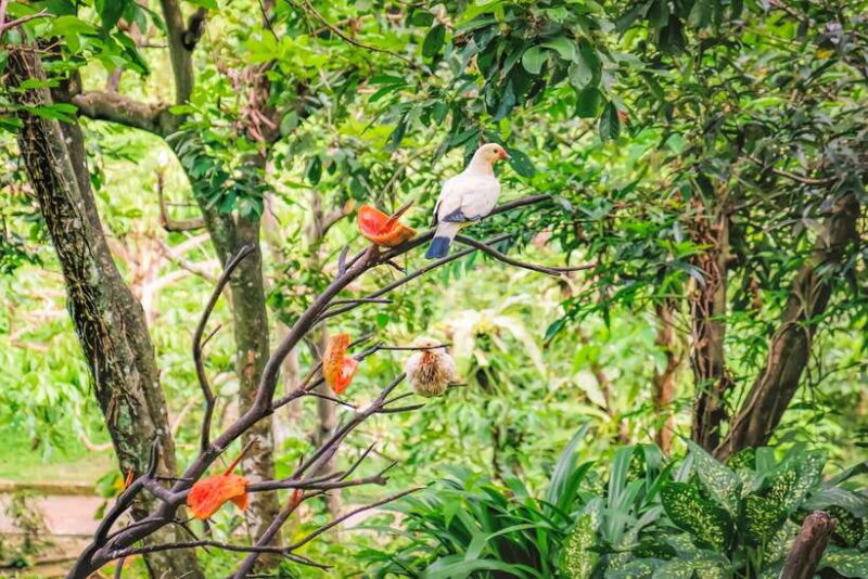 Kuala Lumpur: Bird Park Day Ticket & 1-Way Transfer - Final Thoughts