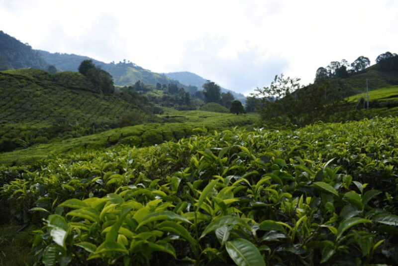 Kuala Lumpur: Cameron Highlands Highlights & Batu Caves Tour - Key Points