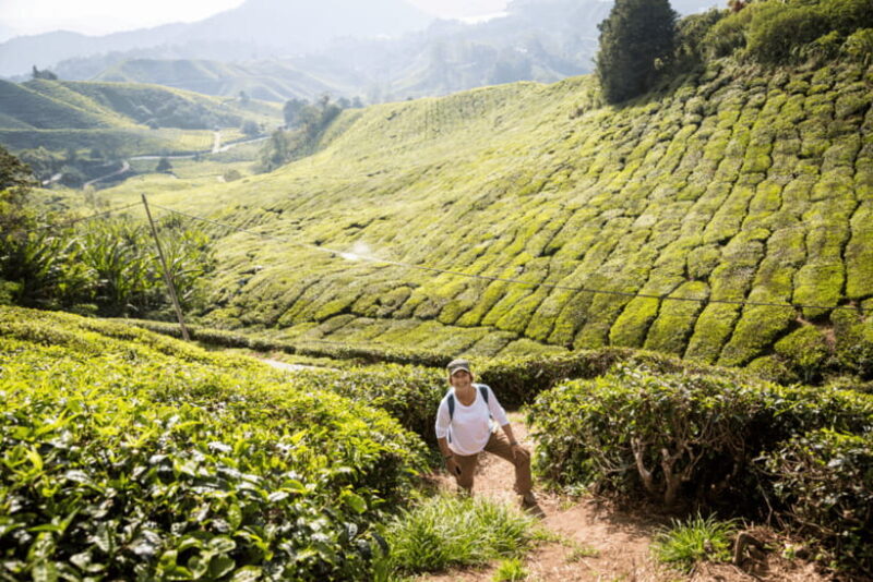 Kuala Lumpur: Customize Your Cameron Highlands Itinerary - Introduction: A Flexible Way to Explore Cameron Highlands