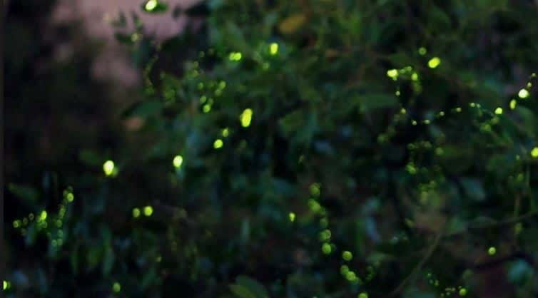 Kuala Lumpur: Fireflies & Blue Tears Tour with Seafood Meal - Key Points