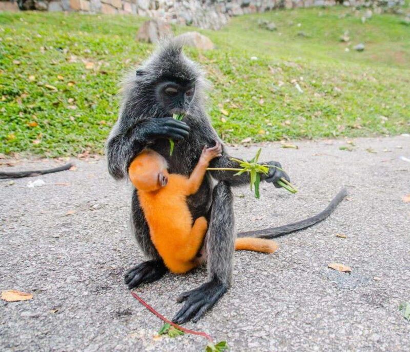 Kuala Lumpur: Fireflies & Blue Tears Tour with Seafood Meal - The Fireflies Experience: Natures Light Show