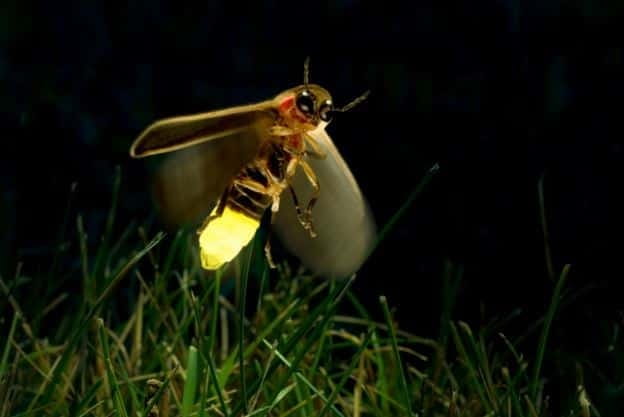 Kuala Lumpur: Fireflies & Blue Tears Tour with Seafood Meal - Who Will Love This Tour?