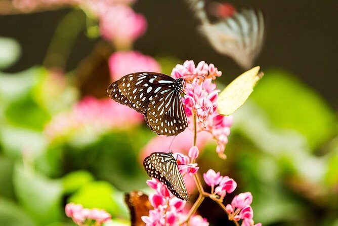 Kuala Lumpur Garden, Park and Museum Tour with Lunch - FAQs