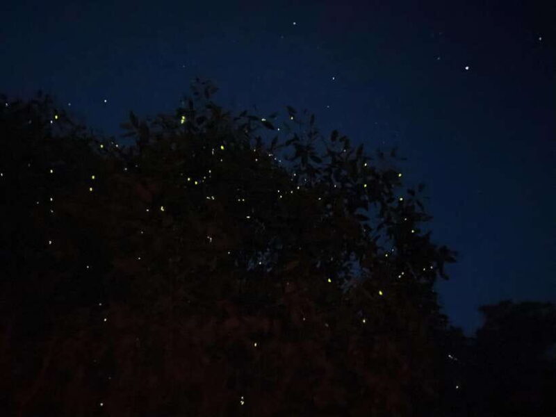 Kuala Lumpur: Kuala Selangor Fireflies and Blue Tears Tour - Exploring the Itinerary: What to Expect