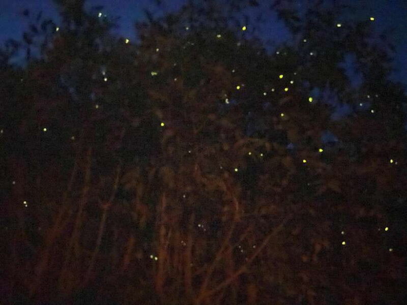 Kuala Lumpur: Kuala Selangor Fireflies and Blue Tears Tour - The Real Value of the Tour