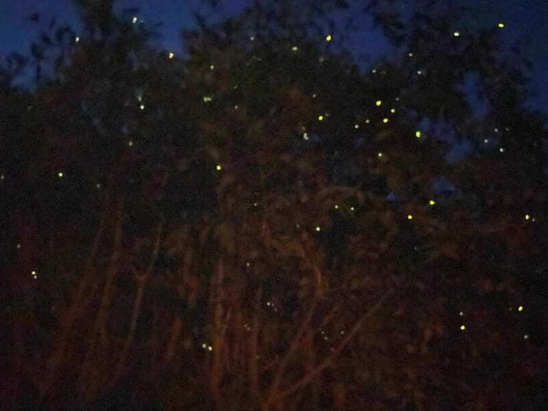 Kuala Lumpur: Kuala Selangor Fireflies and Blue Tears Tour - Frequently Asked Questions
