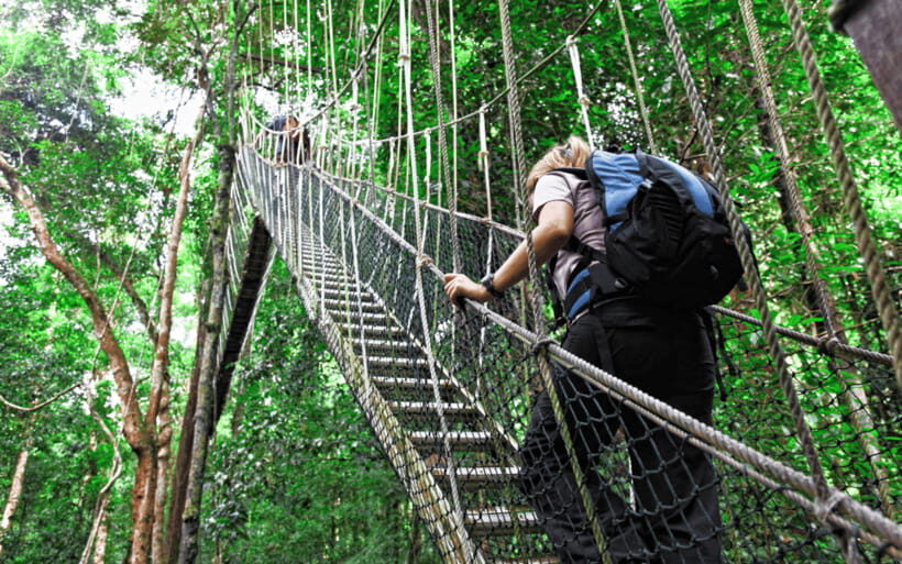 Kuala Lumpur: Taman Negara National Park Teras Waterfall - An In-Depth Look at the Taman Negara Day Tour