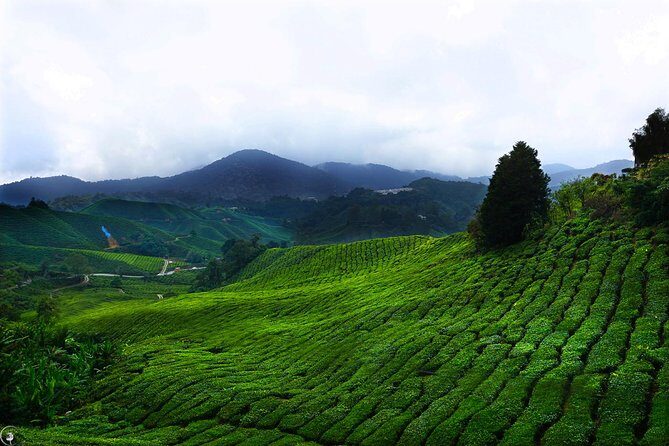 Kuala Lumpur to Cameron Highlands - The Route and Scenic Highlights