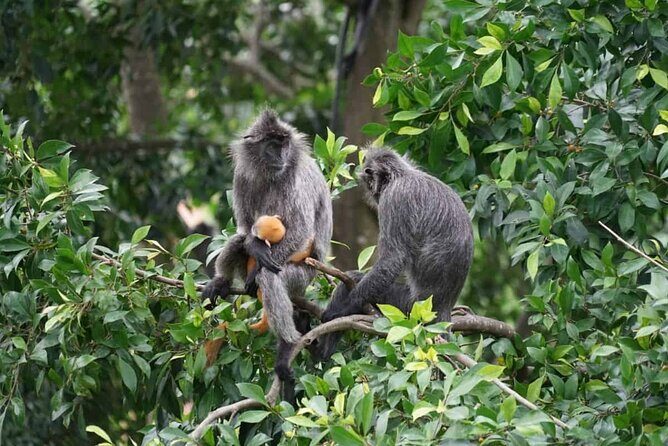 Kuala Selangor Fireflies & Nature Escape  From Kuala Lumpur - The Sum Up
