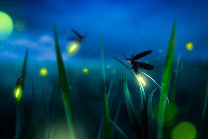 Kuala Selangor Fireflies & Nature Escape  From Kuala Lumpur - FAQ